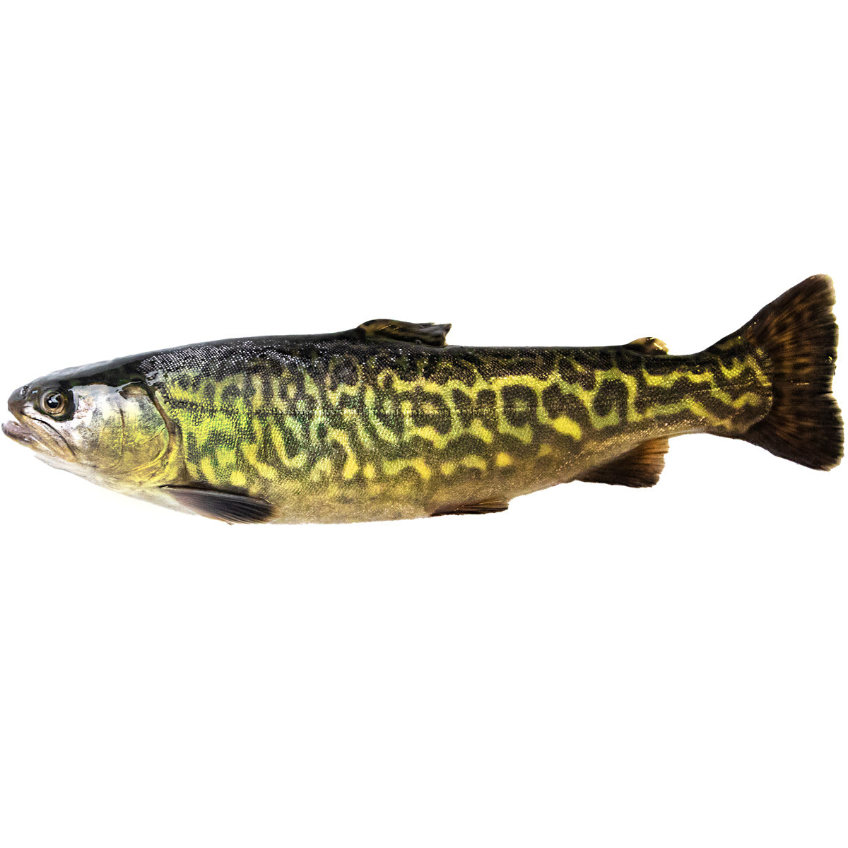 Tigerforelle – Happy Fisherman